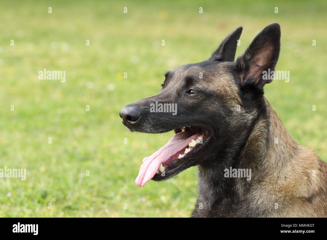 face of a Malinois Belgian Shepherd dog attentive to orders with a ...