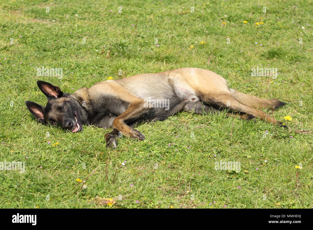 Malinois Belgian Shepherd Dog while lying and doing the dead, injured ...