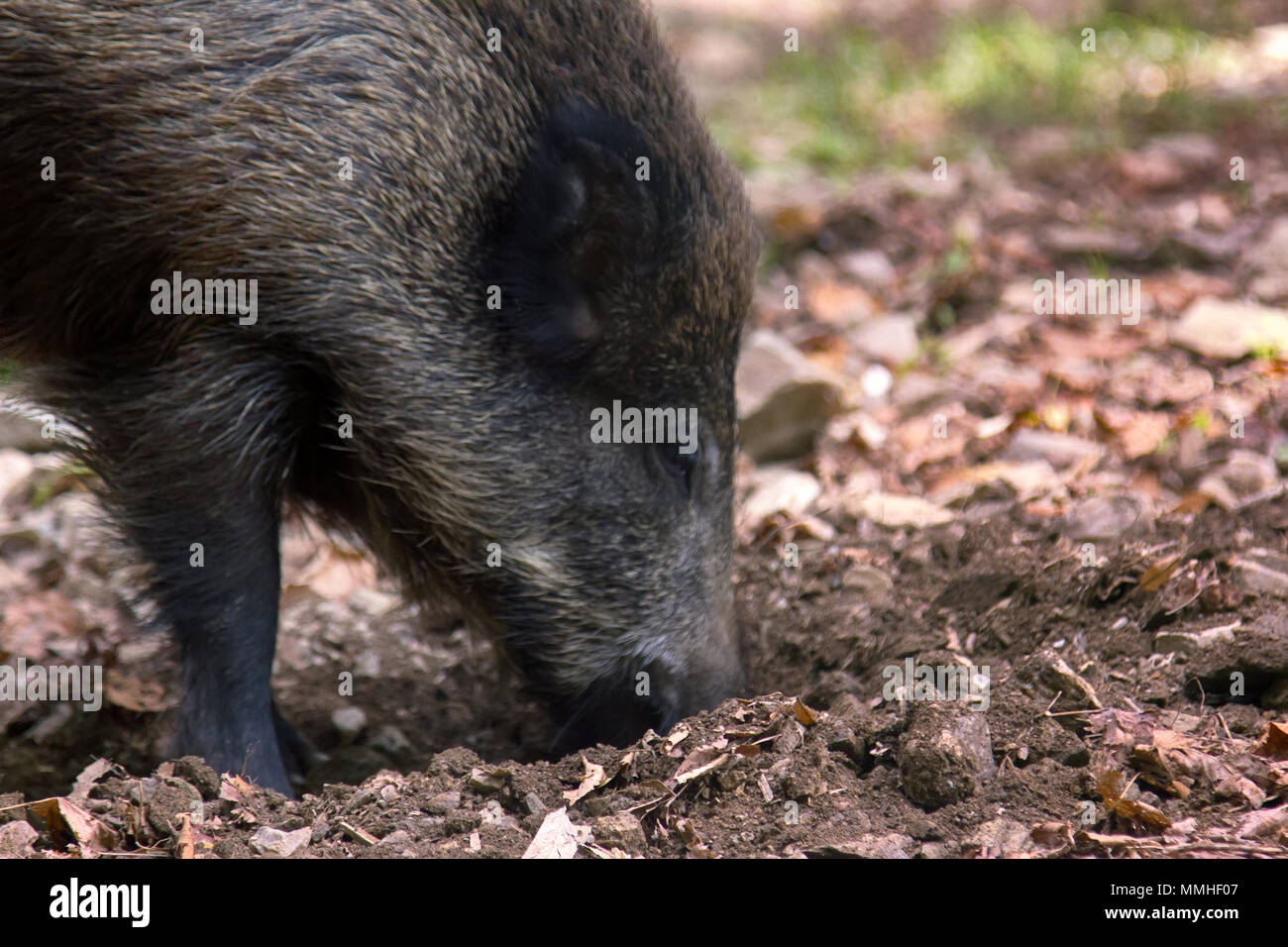 Hoofed mammalsm ungulates hi-res stock photography and images - Alamy