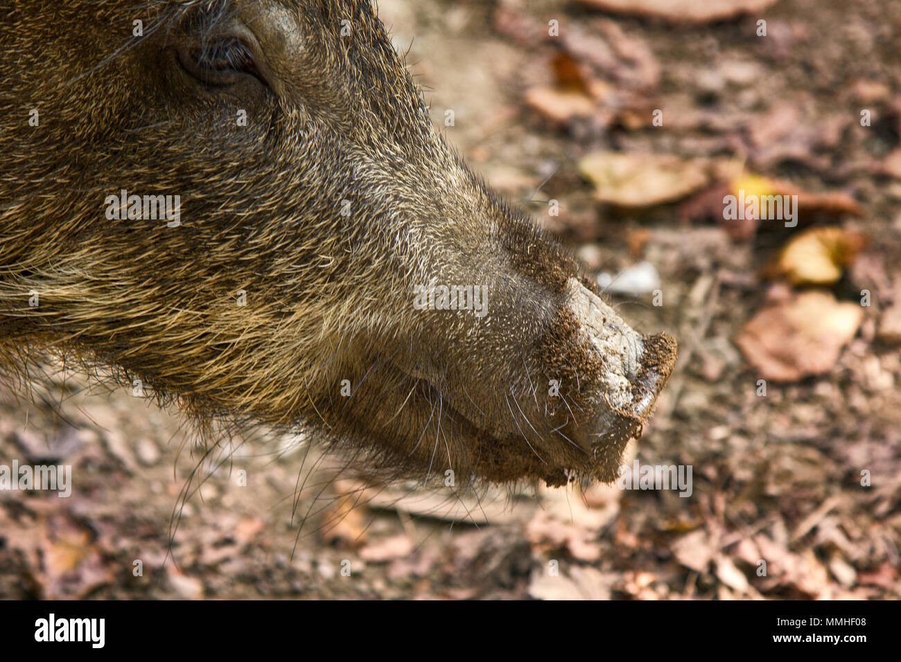Hoofed mammalsm ungulates hi-res stock photography and images - Alamy