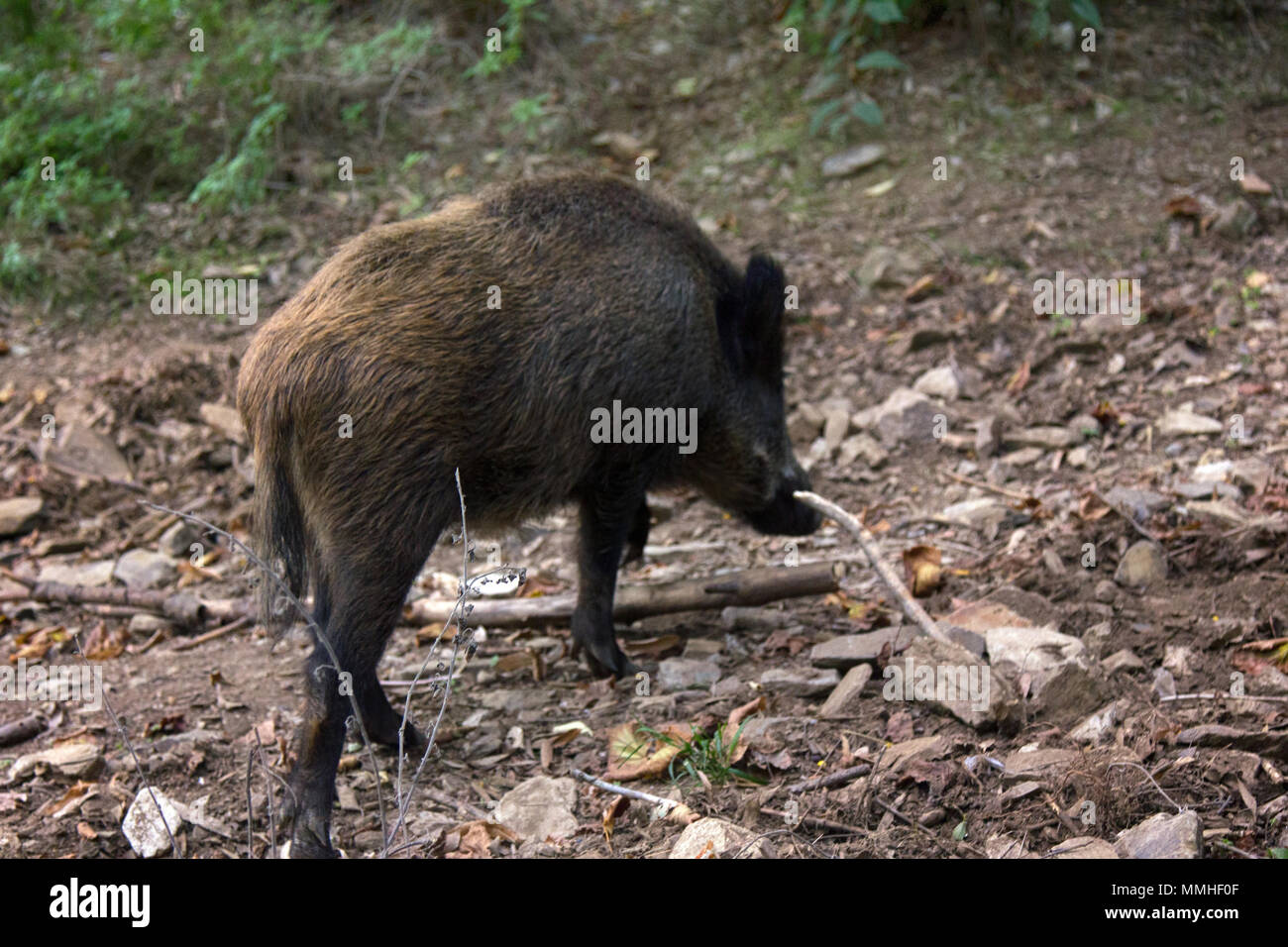 Hoofed mammalsm ungulates hi-res stock photography and images - Alamy
