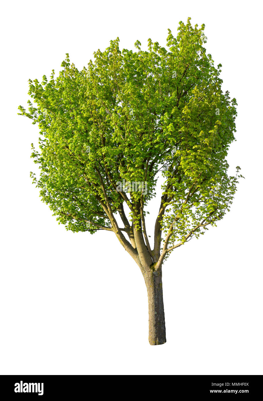Isolated green tree on pure white background Stock Photo - Alamy