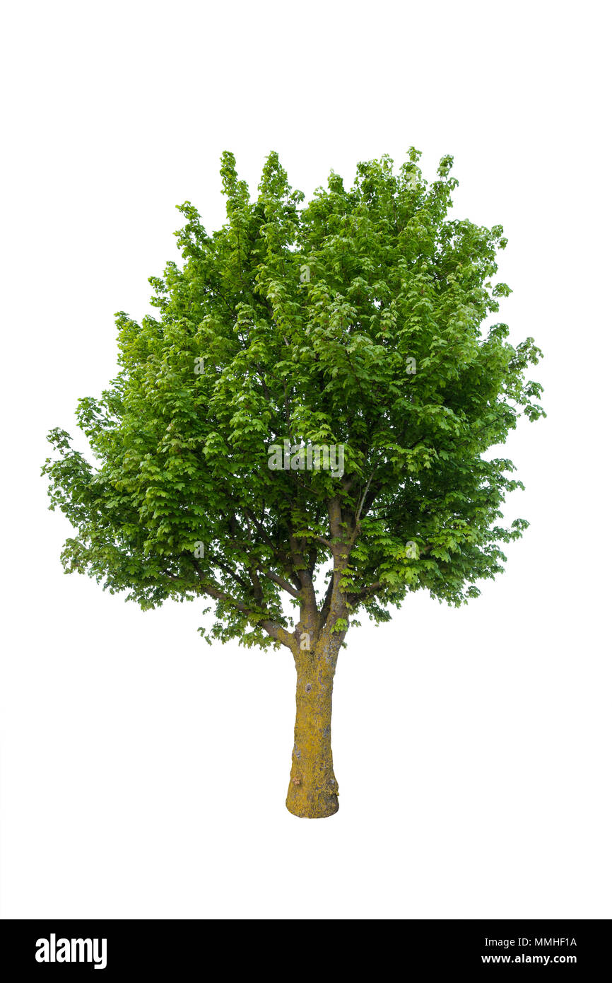 Isolated green tree on pure white background Stock Photo - Alamy