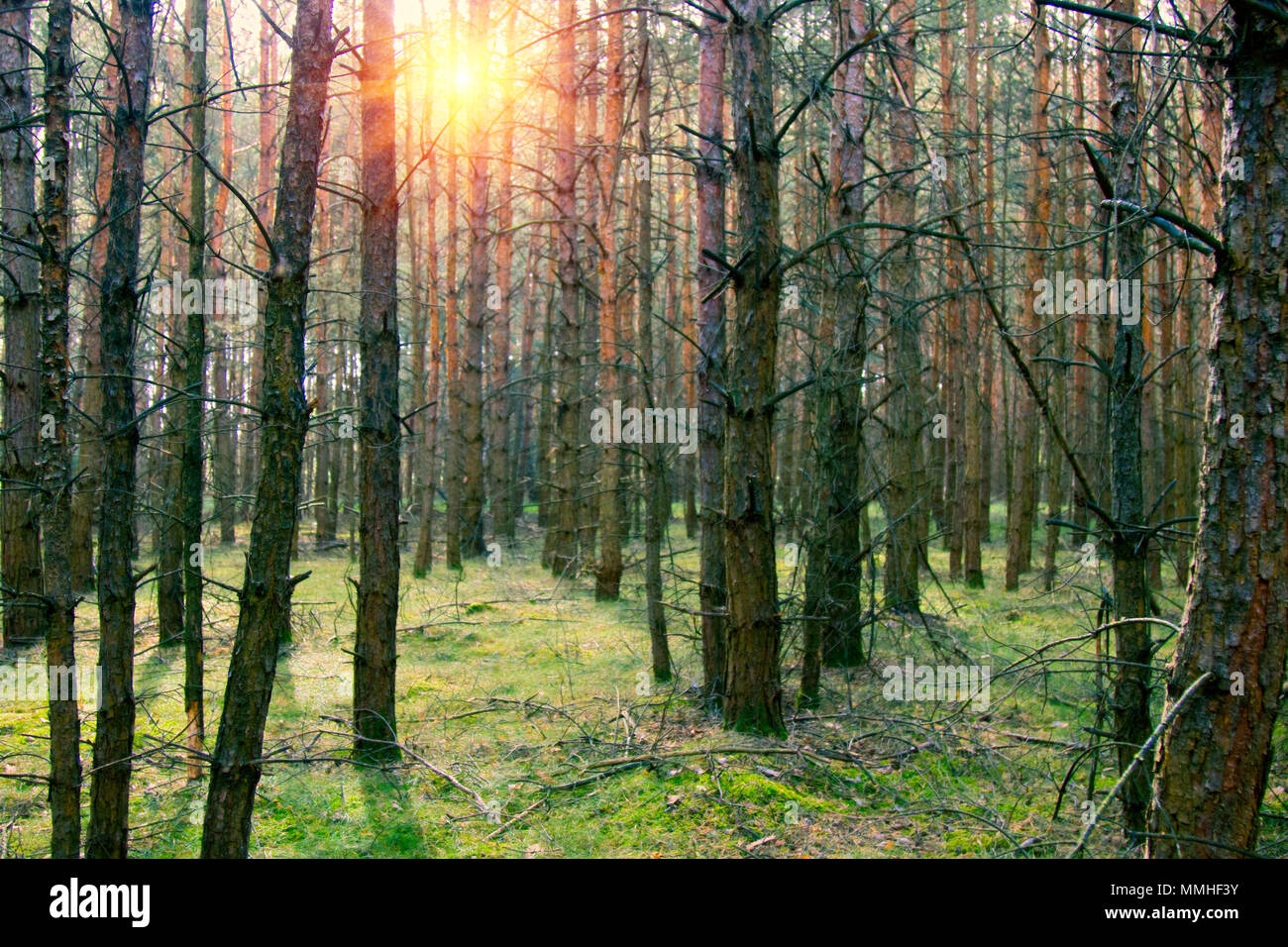 Central European forests. Pine plantations in Germany, Bavaria ...
