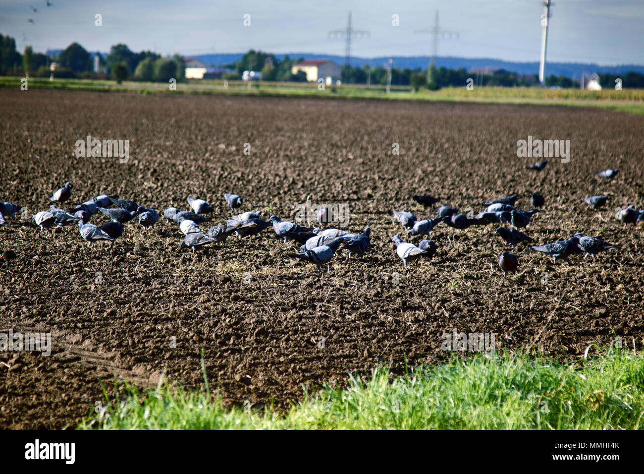 Sowing grain in autumn. Sowing of winter crops (autumn sown cereals ...