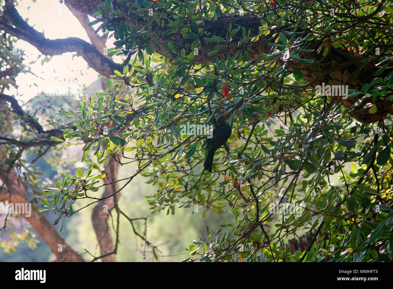 White-throated thrush feeds on madrone (strawberry tree) fruit, berry ...