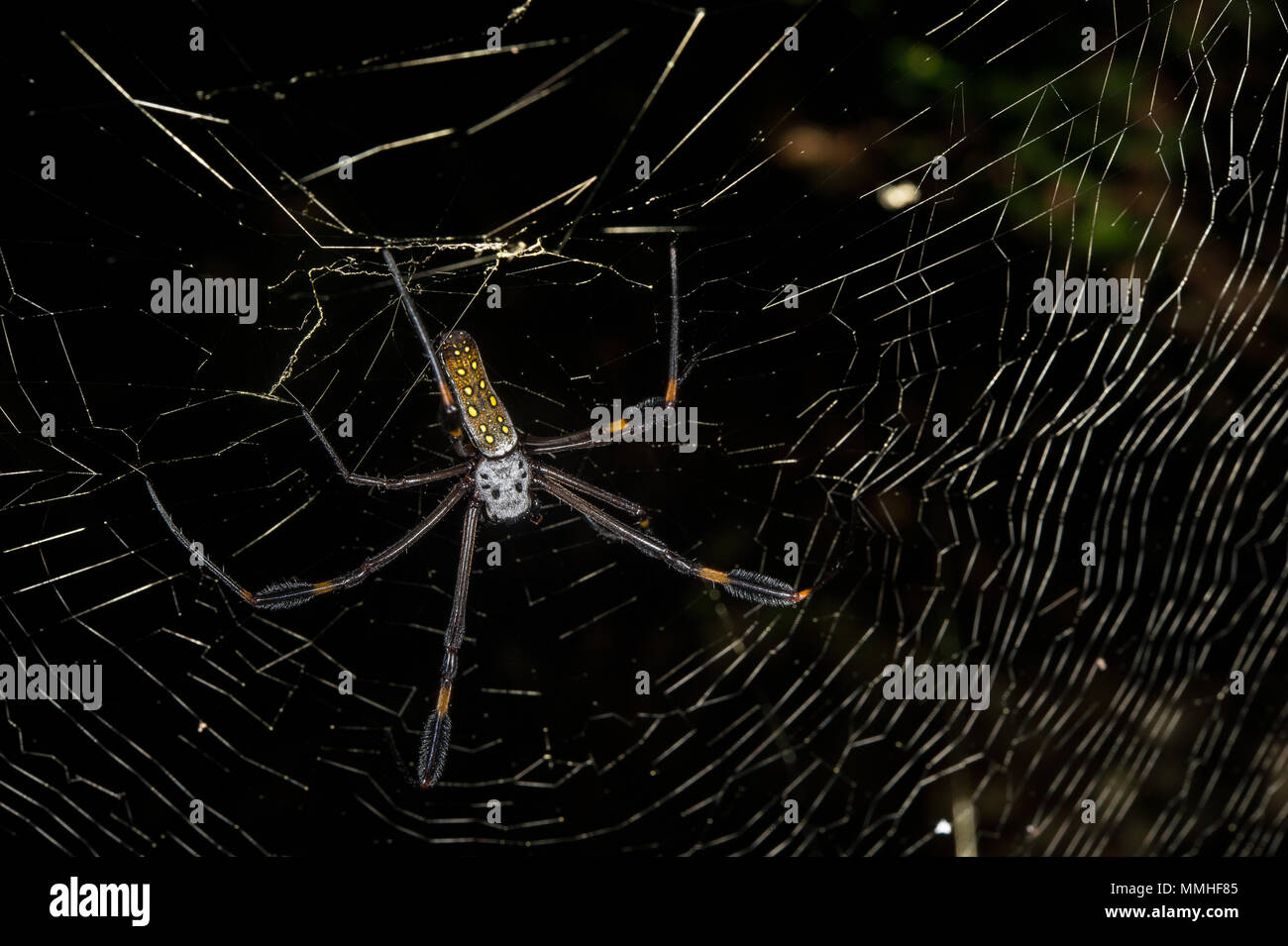 Costa Rican Golden Orb Spiders, Nephila clavipes, Nephilinae, Corcovado ...