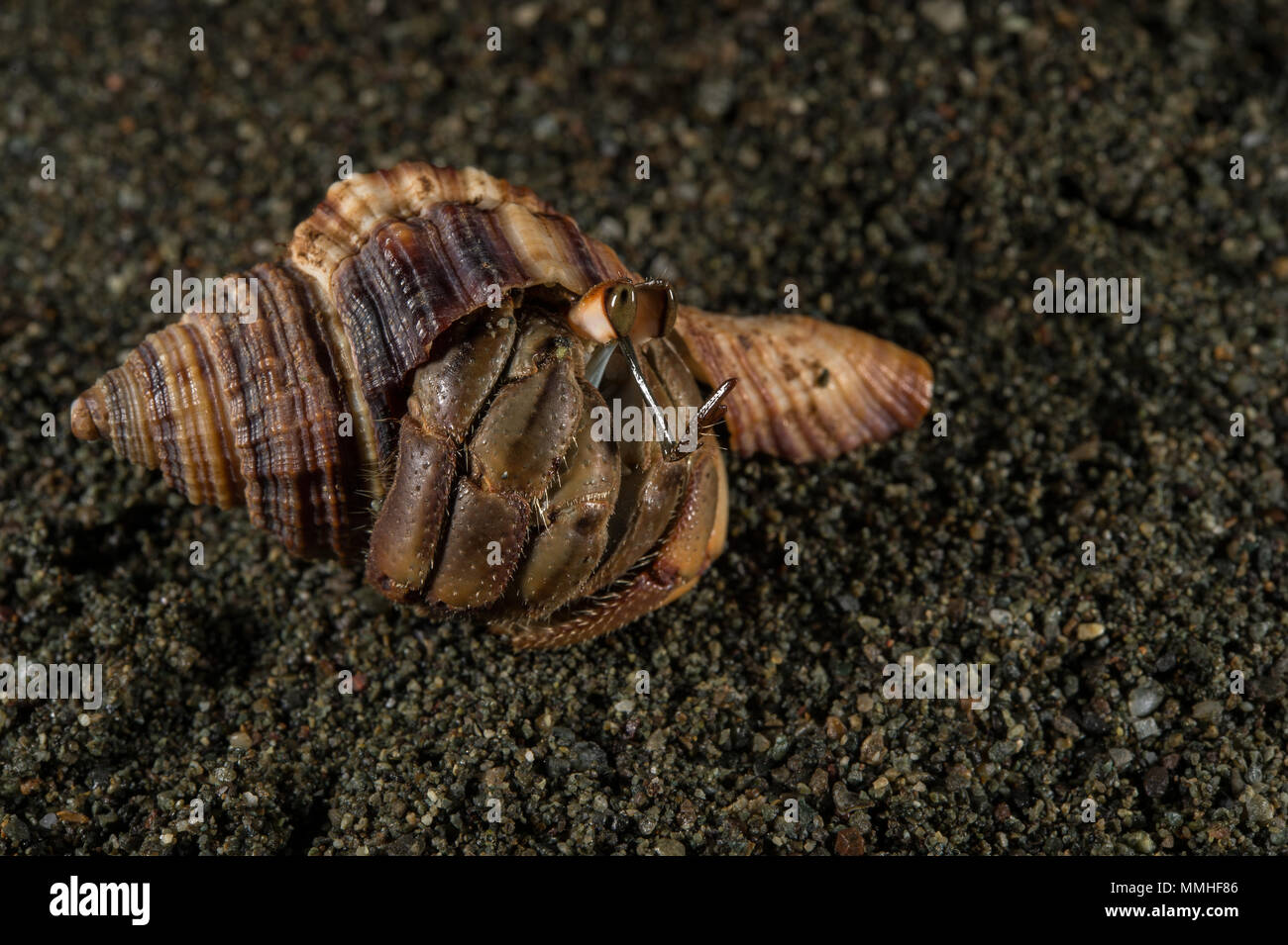 Pacific hermit crab, Coenobita compressus, Coenobitidae, Carara Beach ...