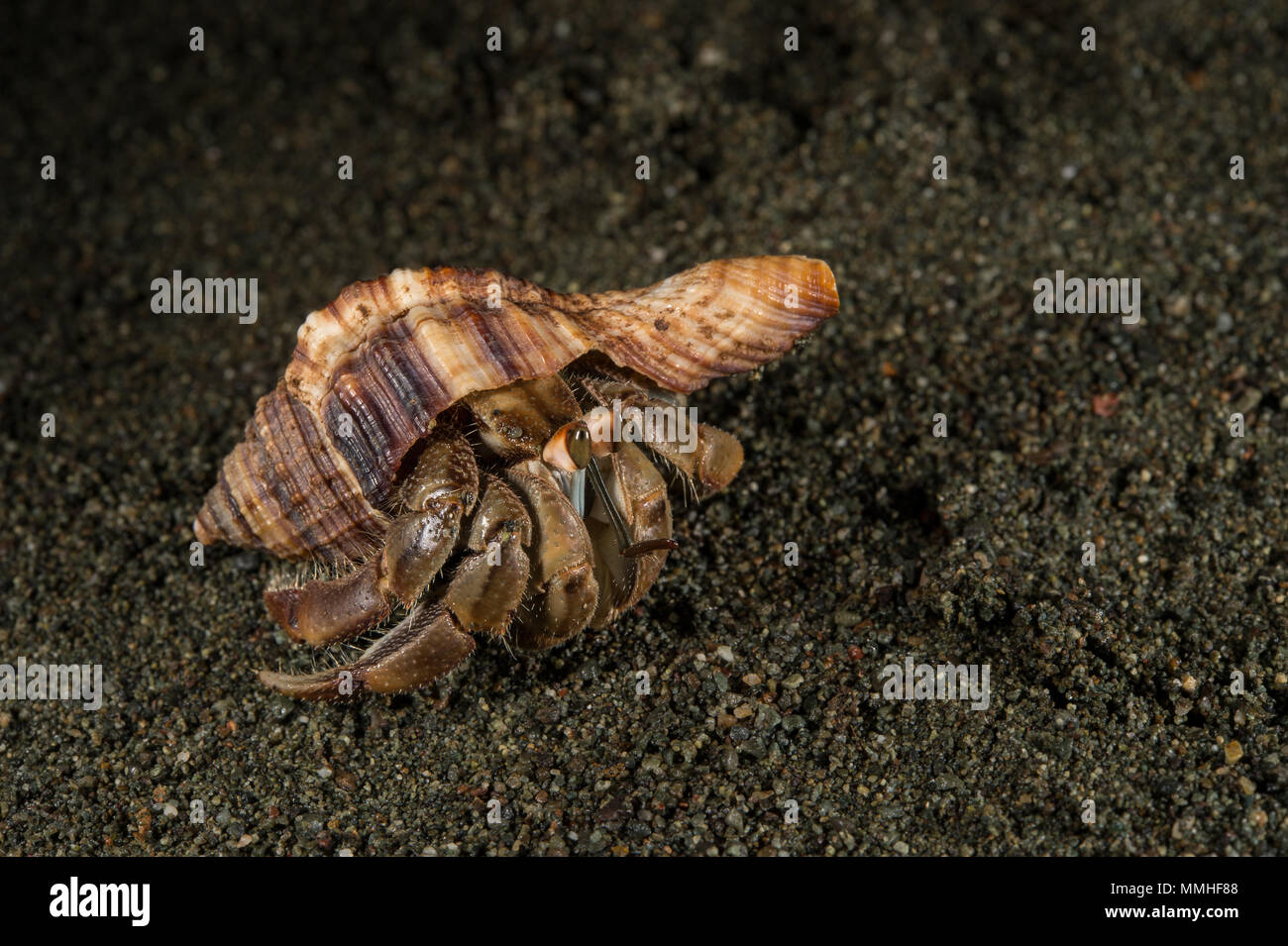 Pacific hermit crab, Coenobita compressus, Coenobitidae, Carara Beach ...