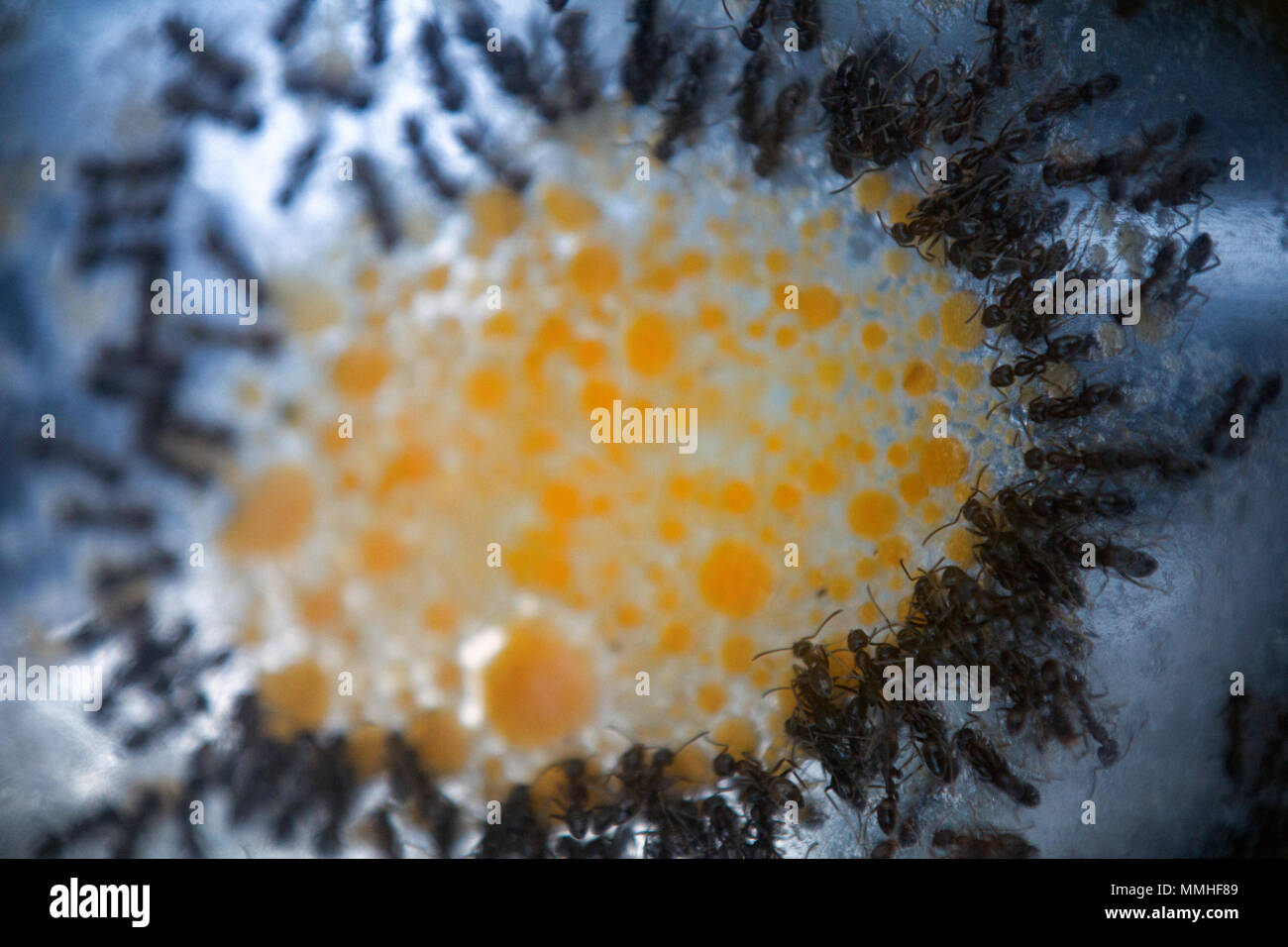 Ants crowded around sweet spot of jam. Concept of sweet tooth ...