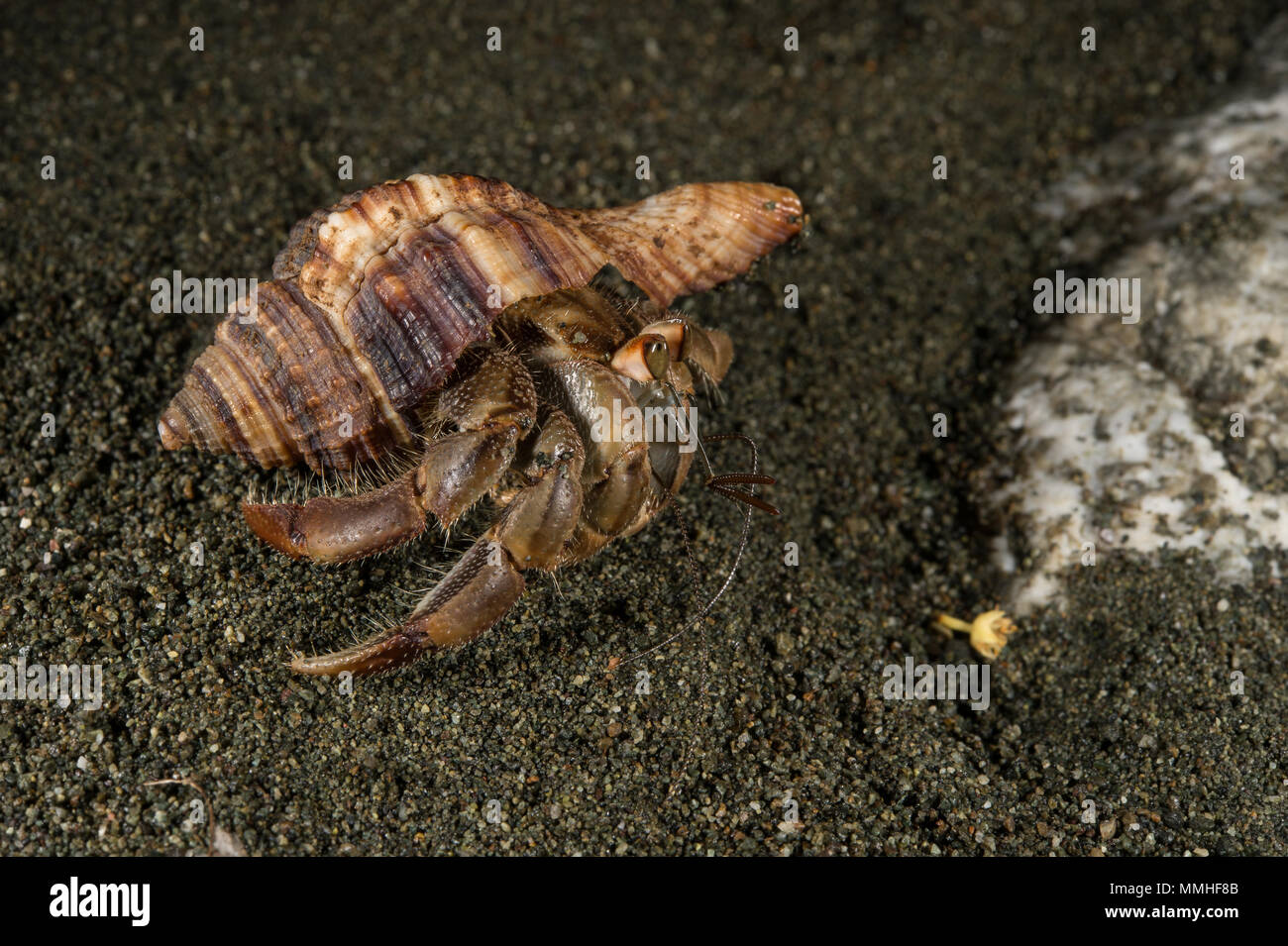 Pacific hermit crab, Coenobita compressus, Coenobitidae, Carara Beach ...