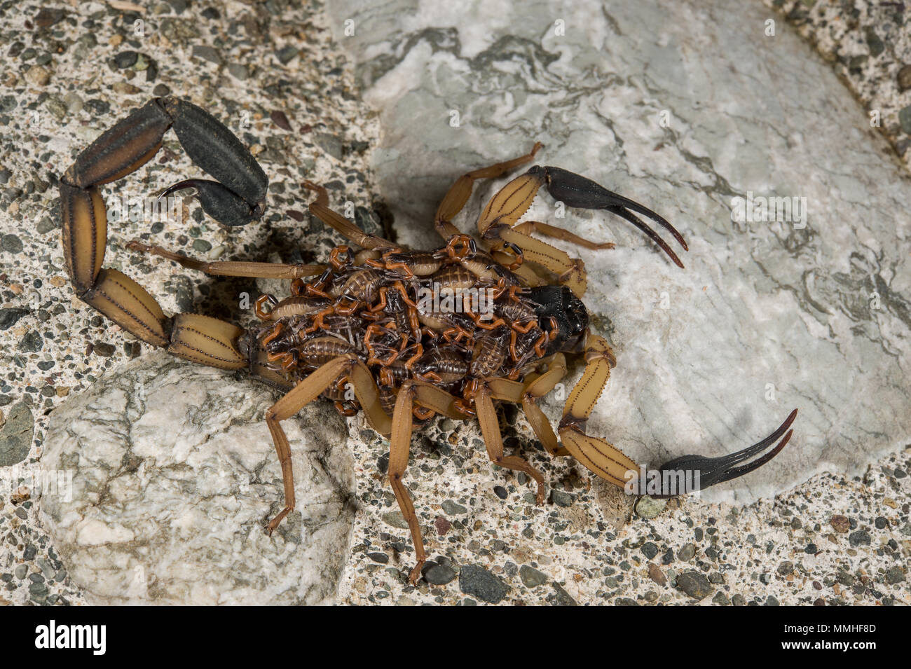 Centruroides Margaritatus