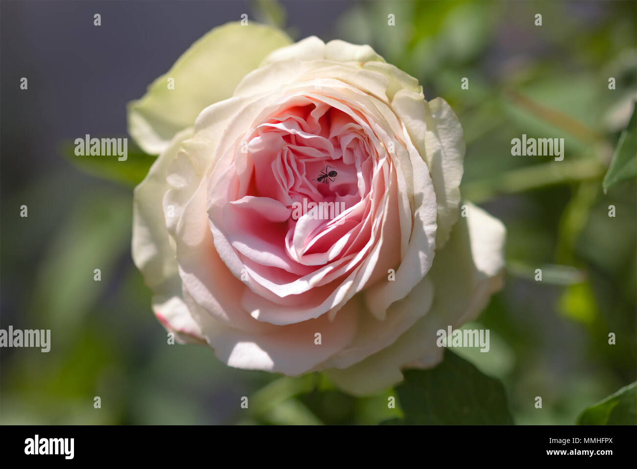 Beautiful pink white rose with an ant in a summer garden. Floral ...