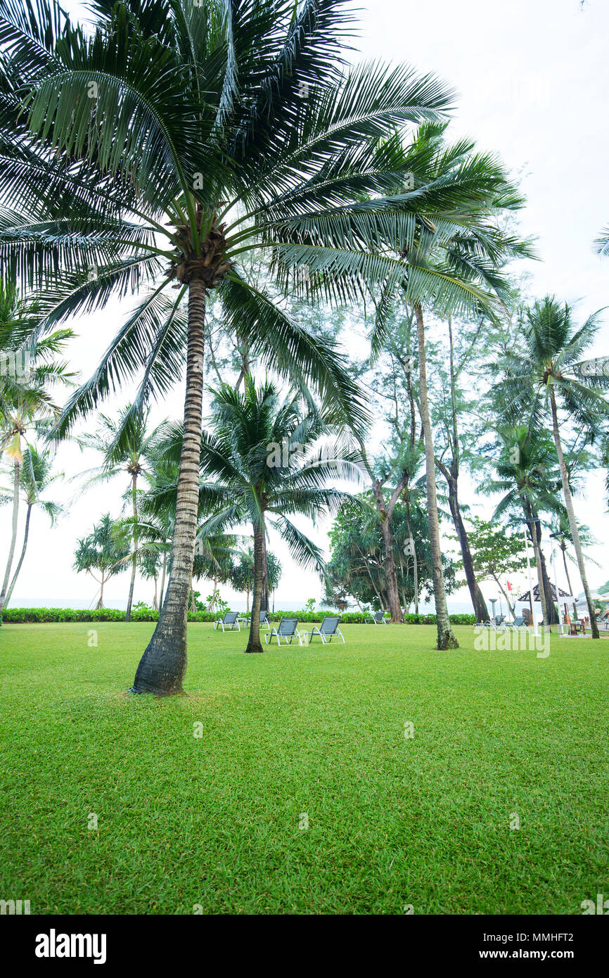 Coconut tree with land hi-res stock photography and images - Alamy