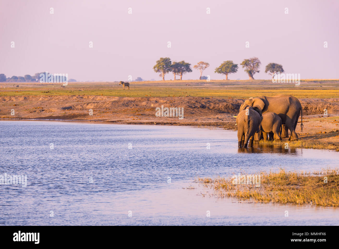 Bor wildlife reserve hi-res stock photography and images - Alamy