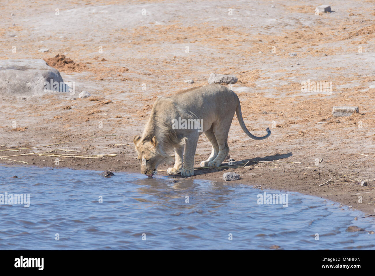 Lion drinking at water pond. Wildlife Safari in Etosha National Park ...