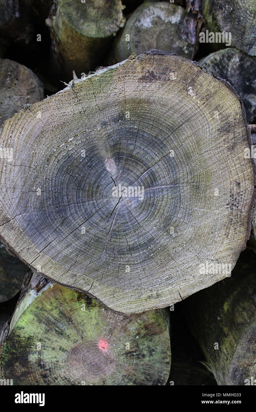 end view of a log showing the age growth rings of a felled tree Stock ...