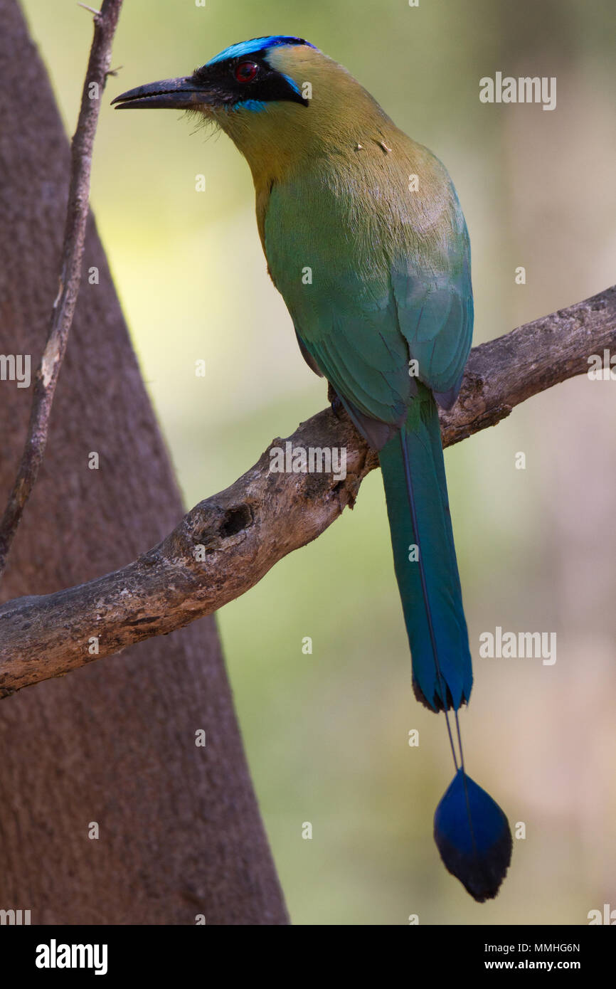 Whooping Motmot (Momota subrufescens argenticinctus), formerly included ...