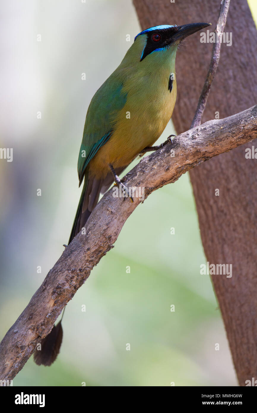 Whooping Motmot (Momota subrufescens argenticinctus), formerly included ...