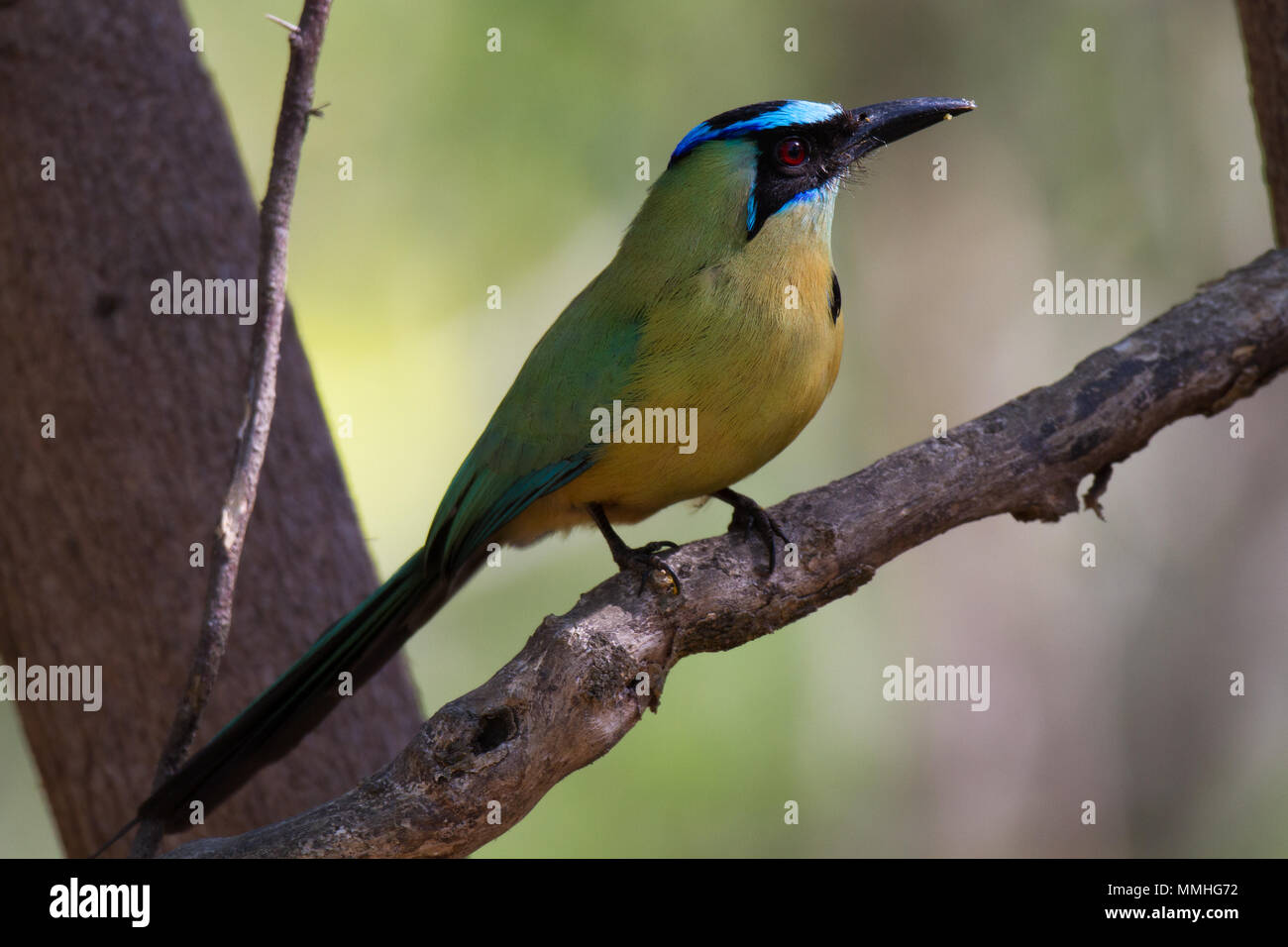 Momota subrufescens argenticinctus hi-res stock photography and images ...