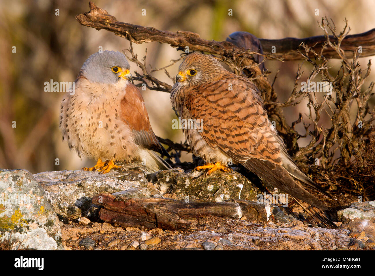 Falco naumanni hi-res stock photography and images - Alamy