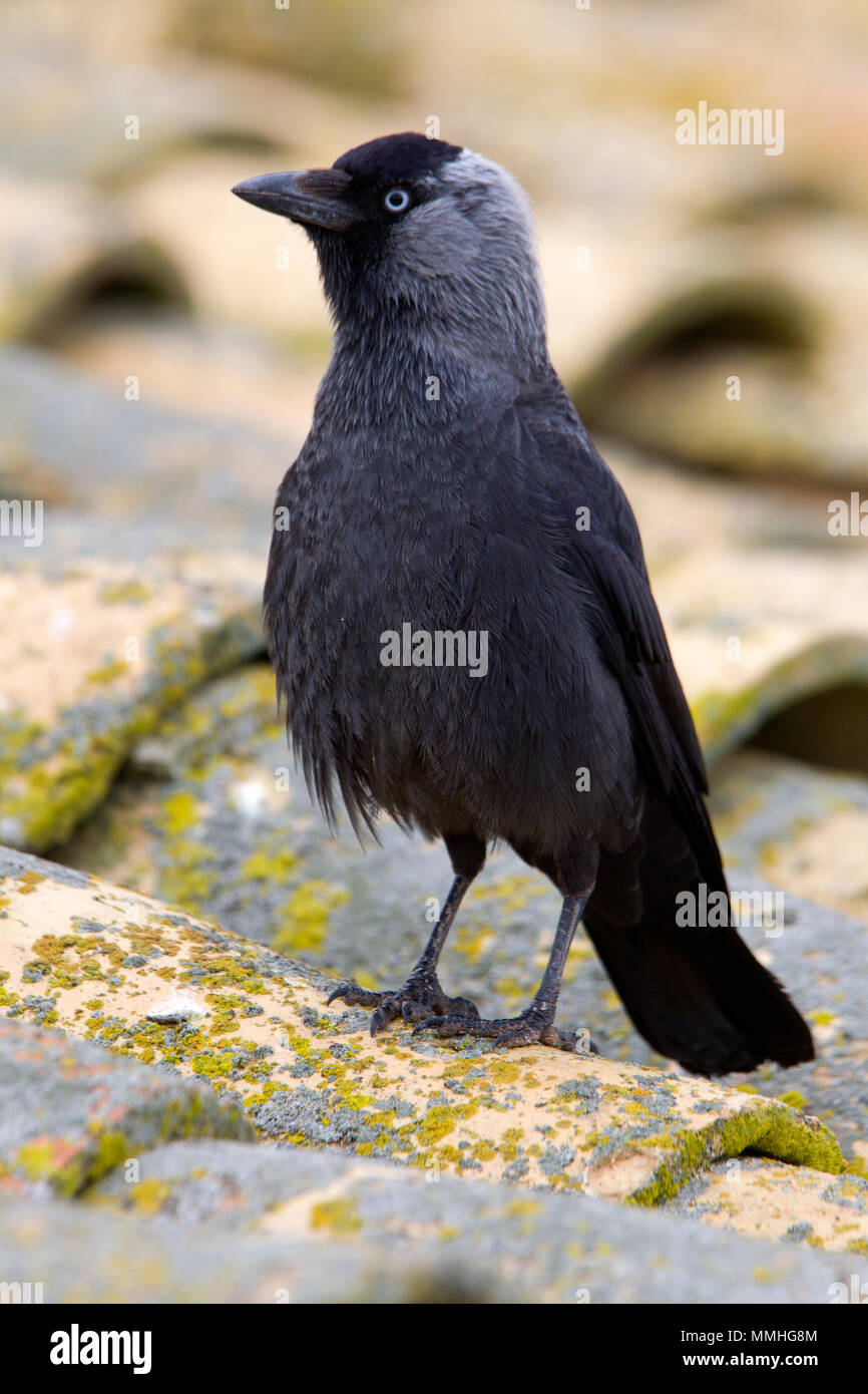 Jackdaw fauna hi-res stock photography and images - Alamy