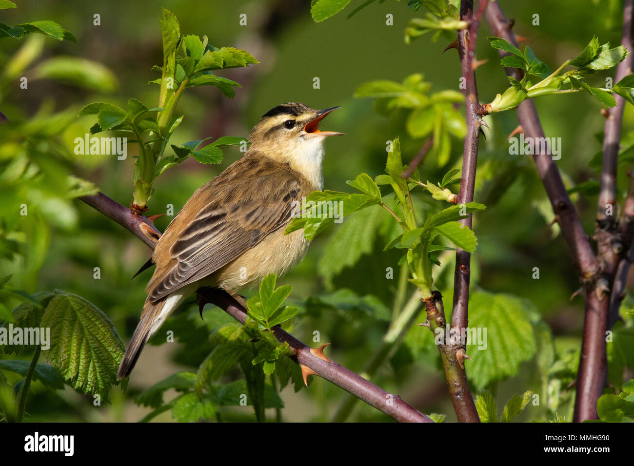 Sedge Warbler (Acrocephalus schoenobaenus) singing in a bramble patch ...