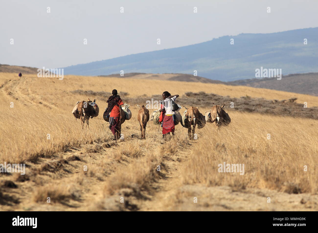 Maasai running along with donkey, Ngorongoro, UNESCO World Heritage ...