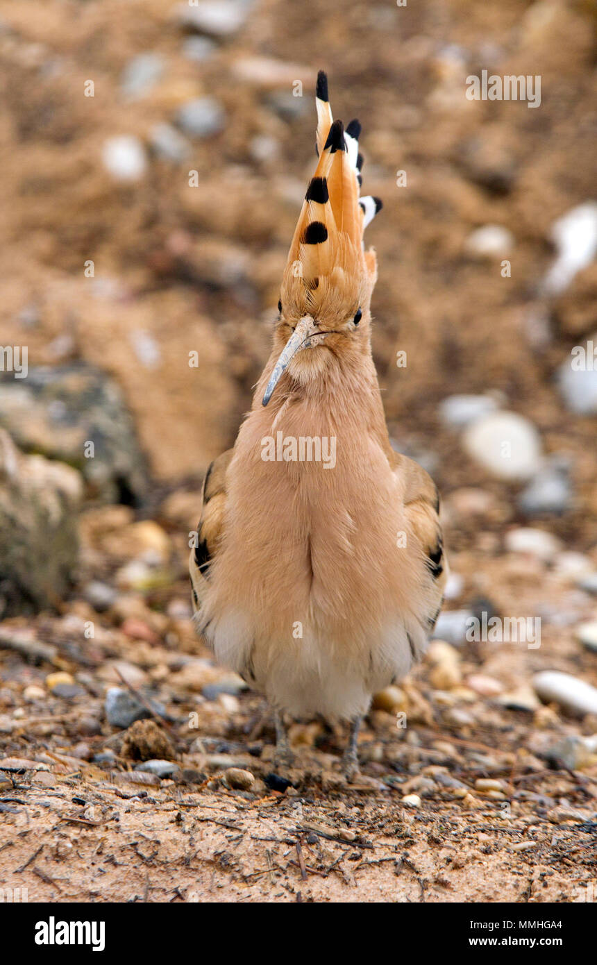 European hoopoe upupa epops hi-res stock photography and images - Alamy