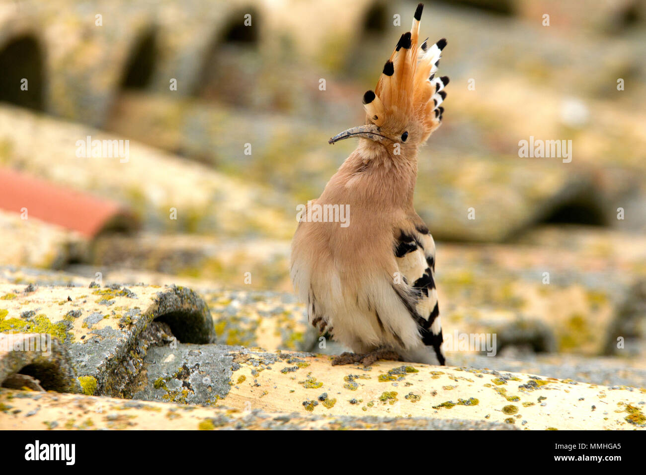 European hoopoe bird upupa hi-res stock photography and images - Alamy