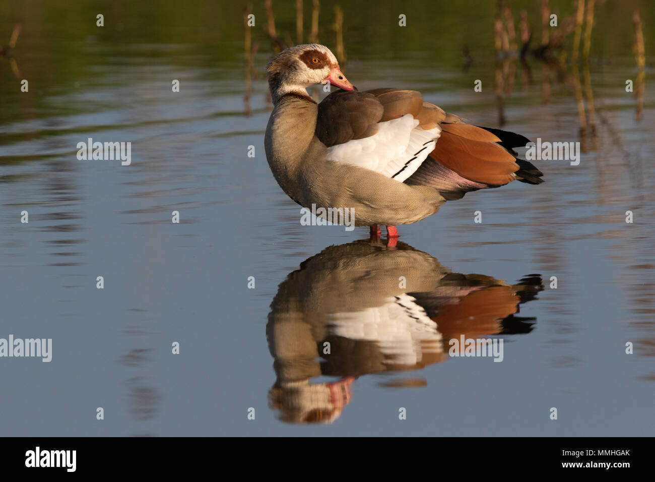 Egyptian Goose (Alpochen aegyptiacus) preening its back feathers whilst ...