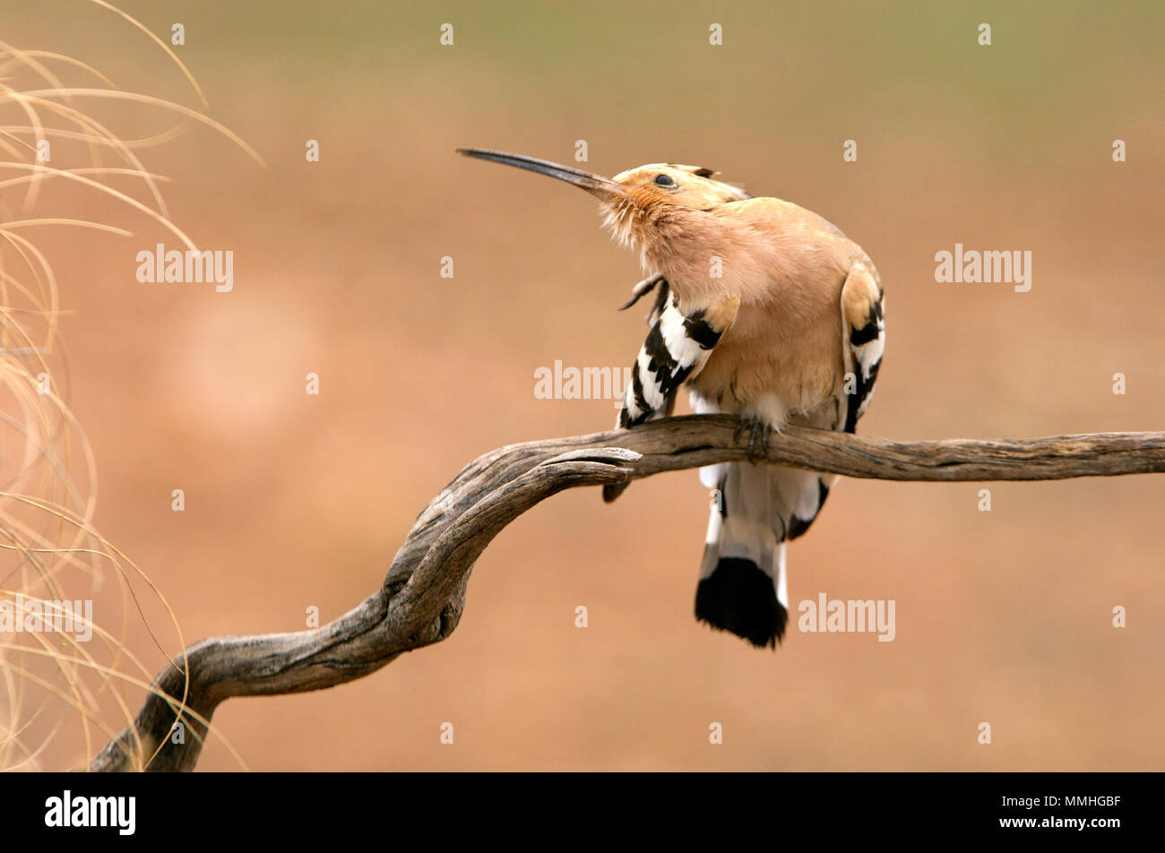 European hoopoe bird upupa hi-res stock photography and images - Alamy