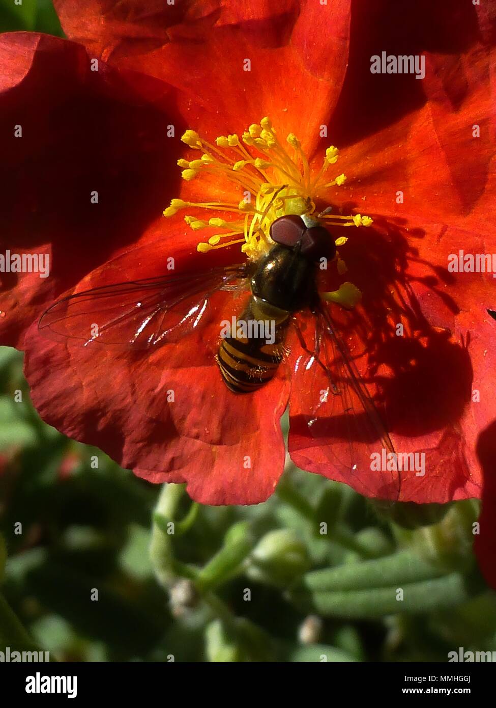 Helianthemum garden border hi-res stock photography and images - Alamy