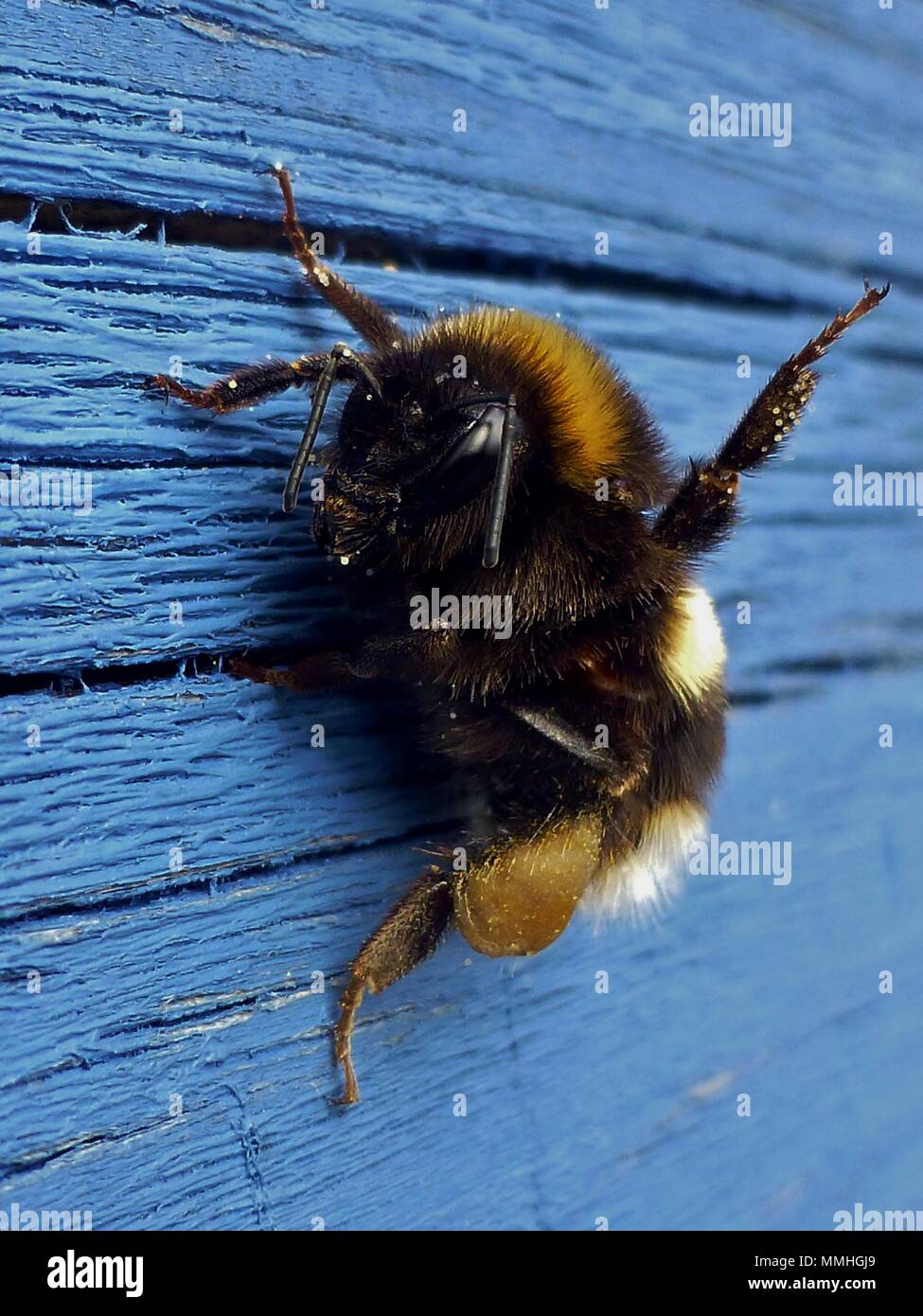 Honey bee on garden bench Stock Photo - Alamy