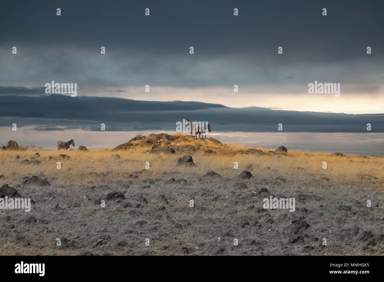 Zebras on a hill in african rift valley, Tanzania Stock Photo - Alamy