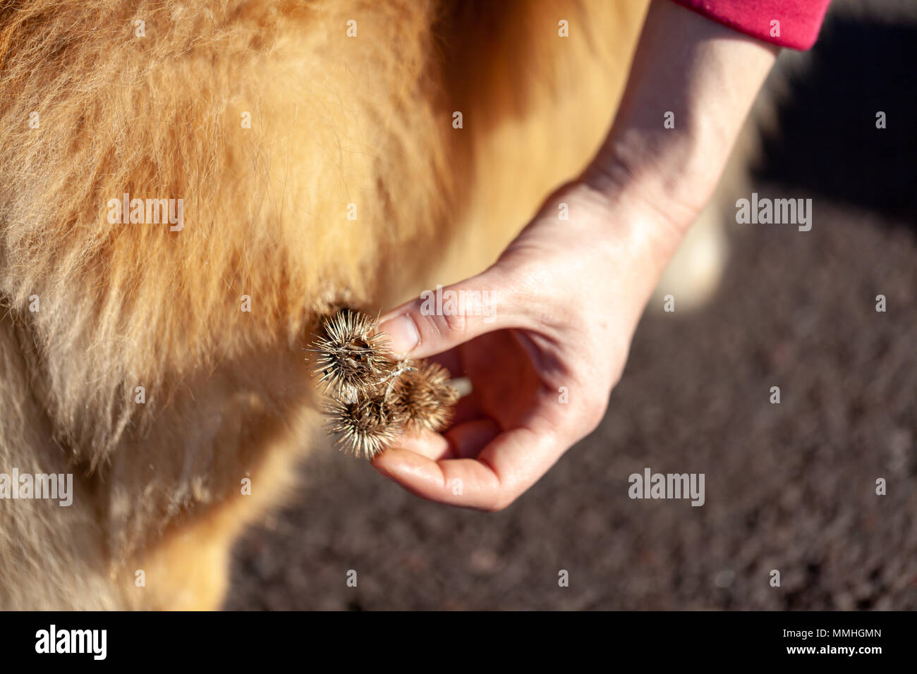 Dog fur and burr hi-res stock photography and images - Alamy