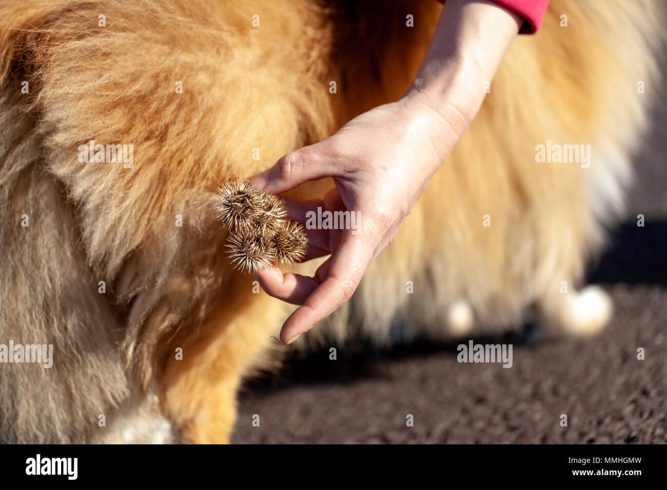 Burr animal hi-res stock photography and images - Alamy