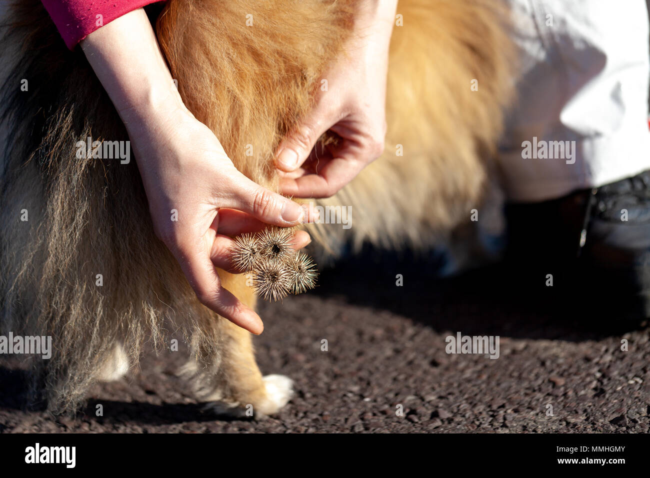 Burr Animal High Resolution Stock Photography and Images - Alamy