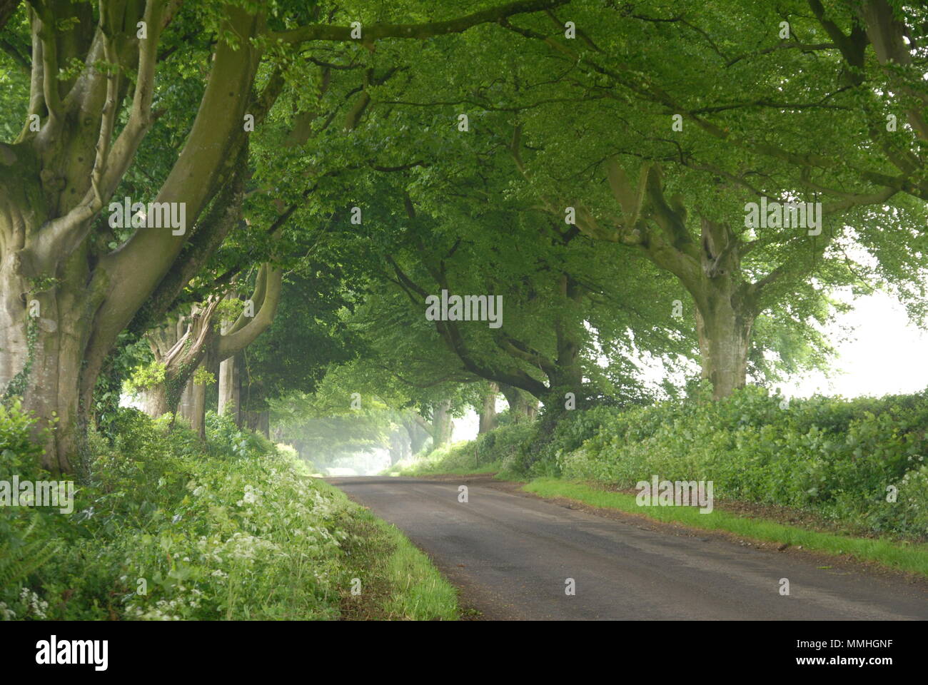 English rural countryside lane with a tunnel of beech hedges Stock ...