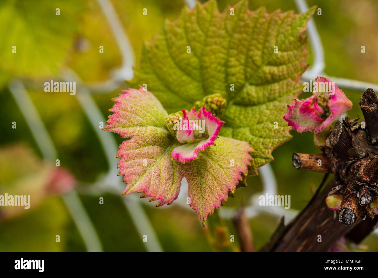 Grape vine flower buds in hi-res stock photography and images - Alamy