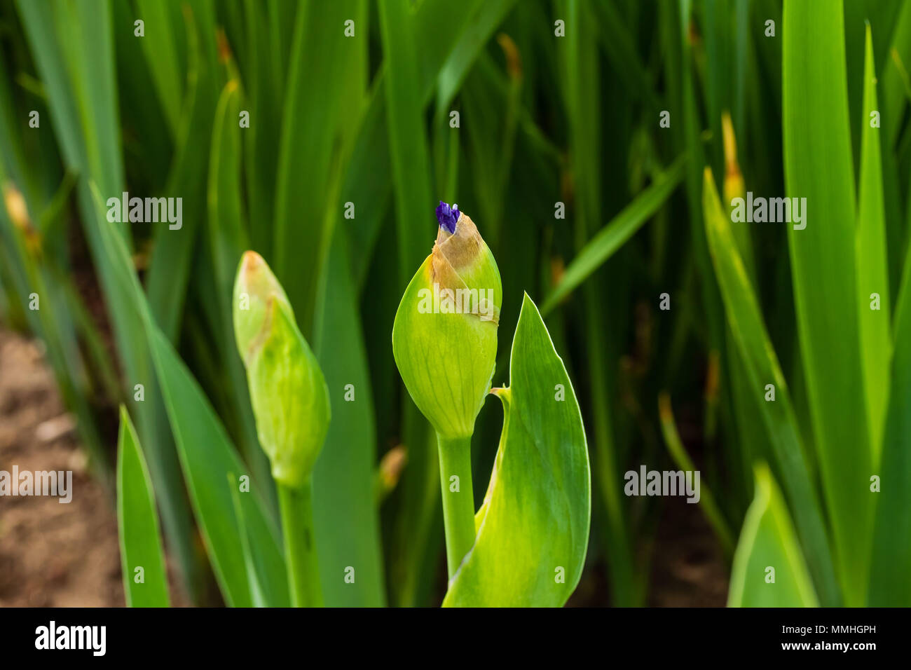 Head peaking out hi-res stock photography and images - Alamy