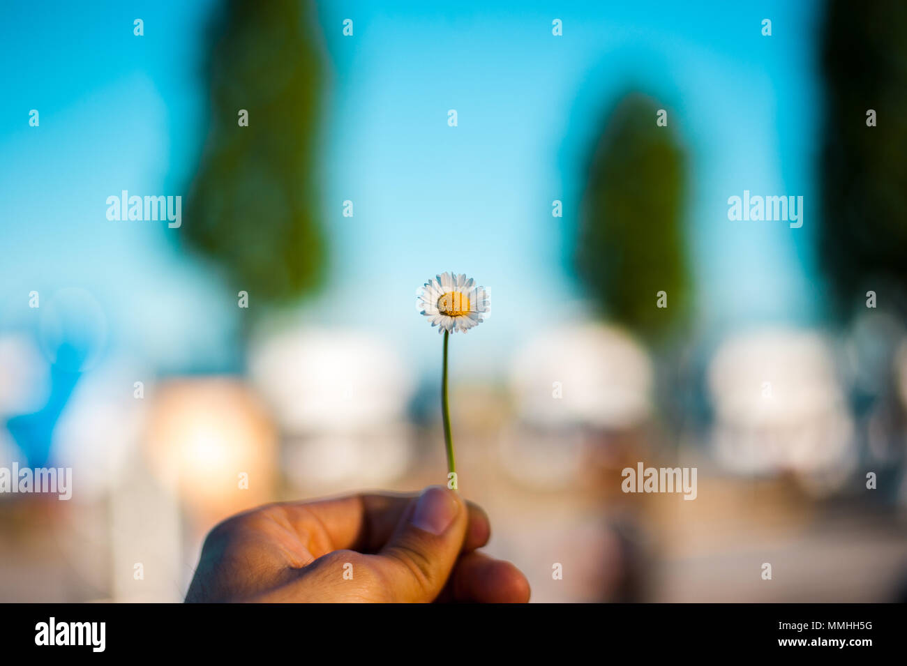 Close up hand holding daisy Stock Photo - Alamy