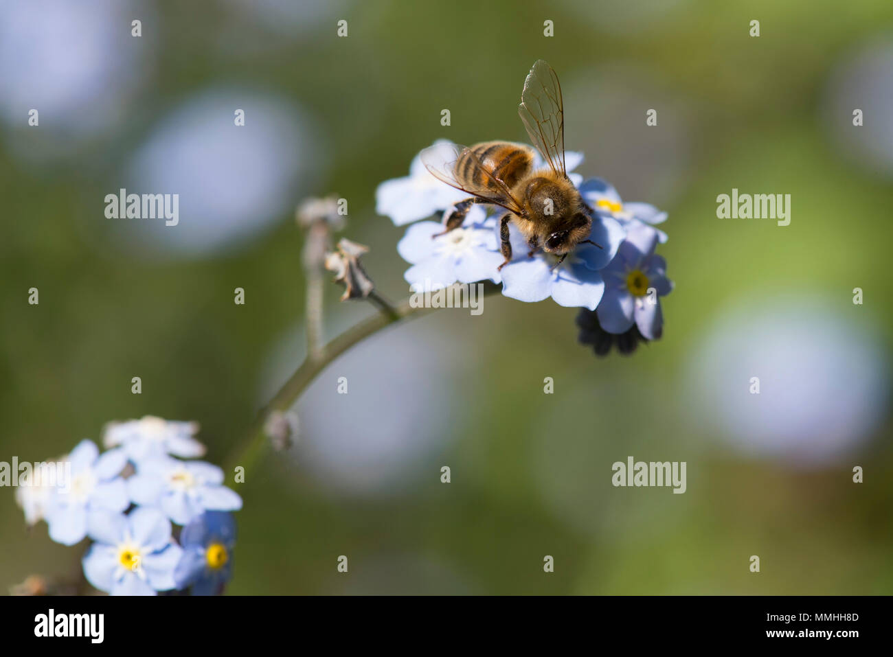 Honey bee collecting pollen from a flower Stock Photo - Alamy