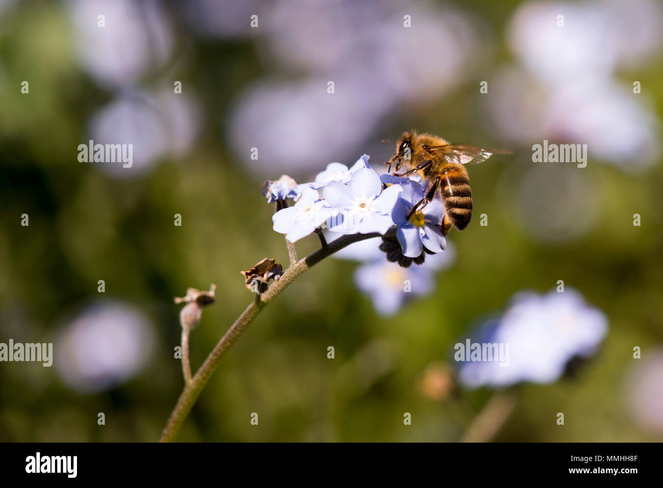 Honey bee collecting pollen from a flower Stock Photo - Alamy