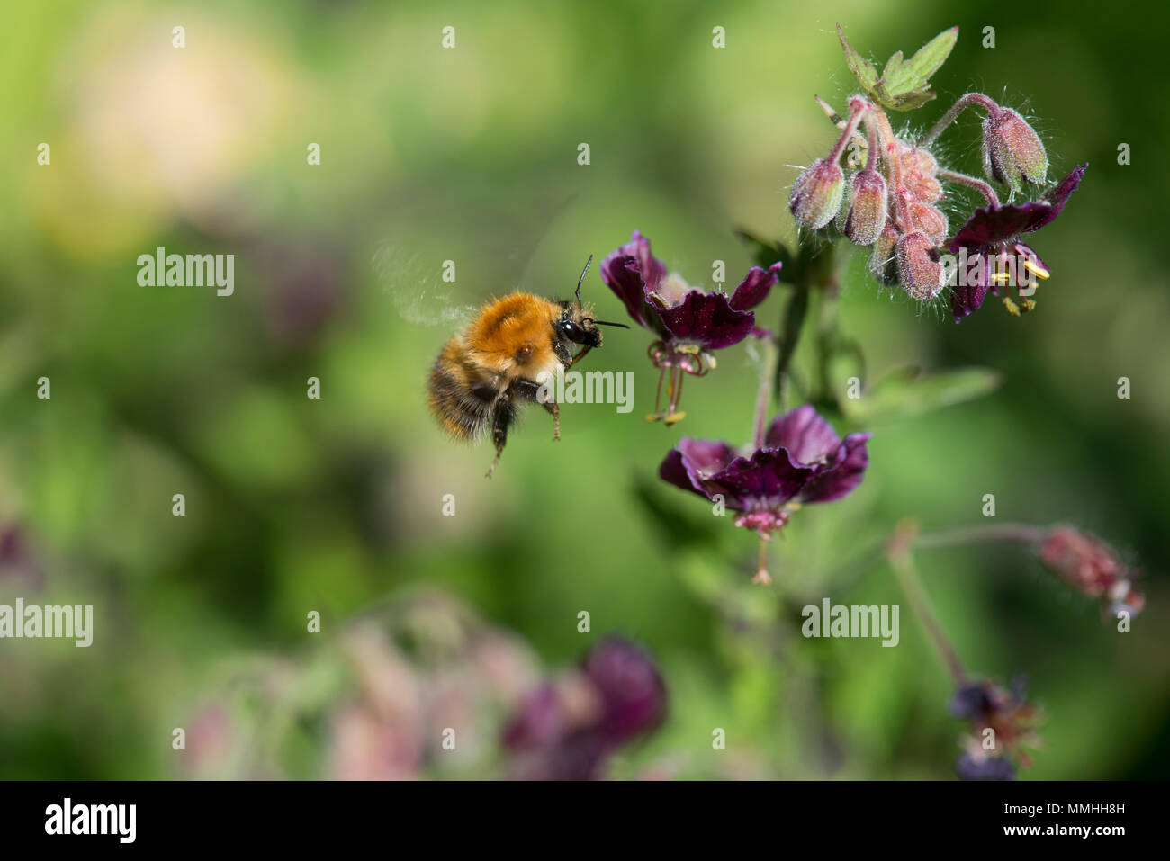 Honey bee collecting pollen from a flower Stock Photo - Alamy