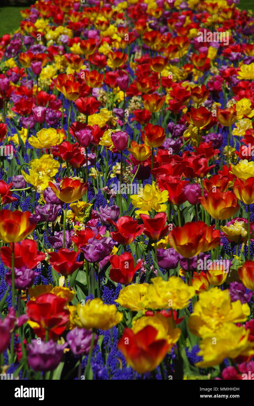 Spring Flowers in Amsterdam Stock Photo - Alamy