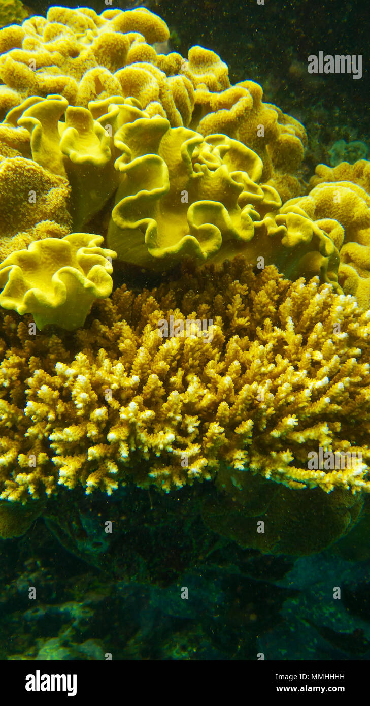coral, scuba diving great barrier reef, an amazing experience Stock ...