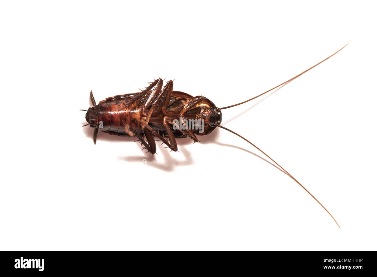 Close up cockroach on white background Stock Photo - Alamy