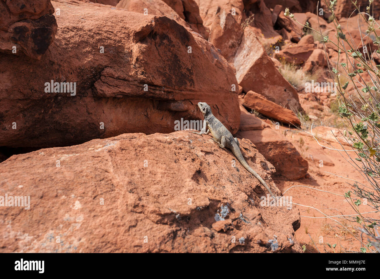 Fire lizard hi-res stock photography and images - Alamy