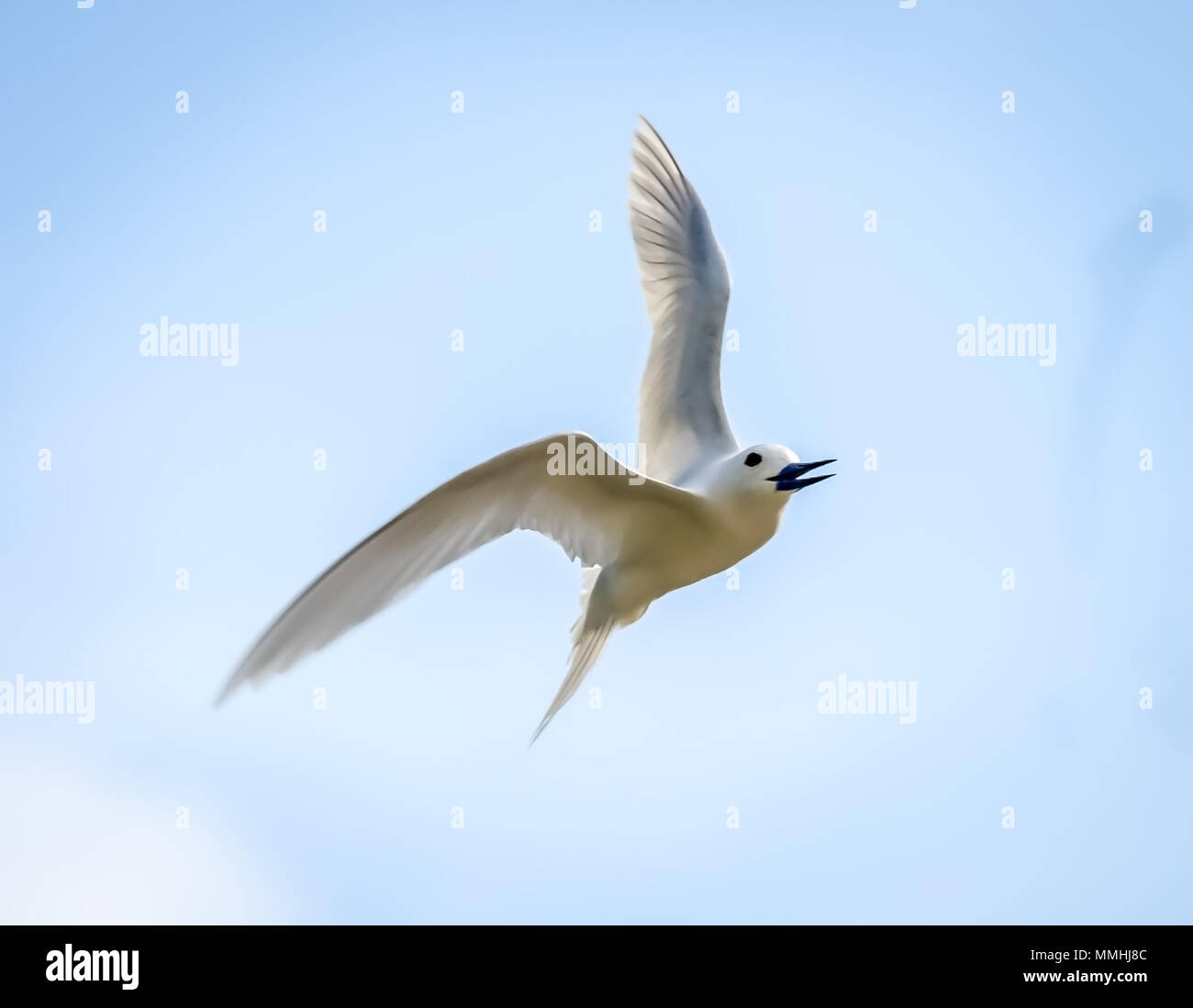 Addu city maldives hi-res stock photography and images - Alamy